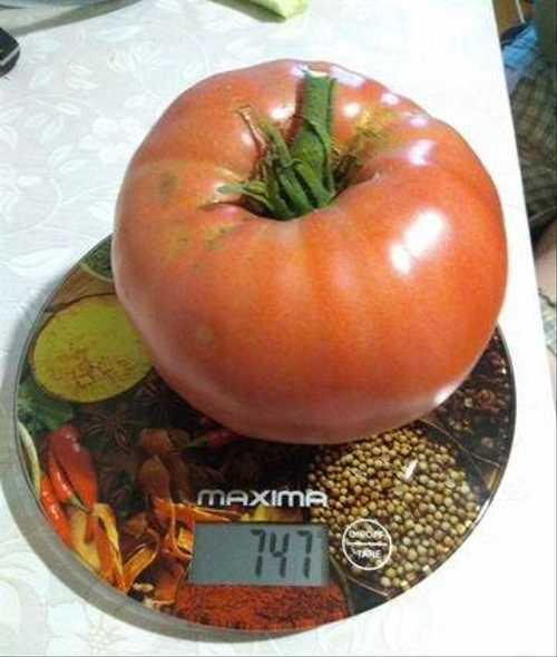 Семена редких сортов томатов