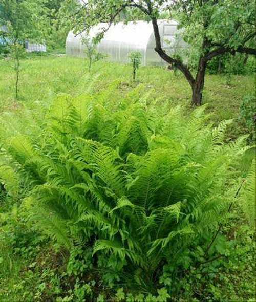 Папоротник садовый страусиное перо