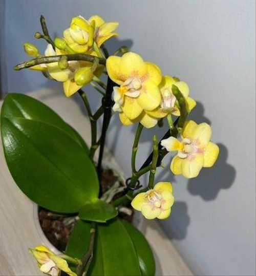 Орхидея мультифлора арома