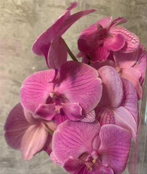 Орхидея фаленопсис биг лип цветущая