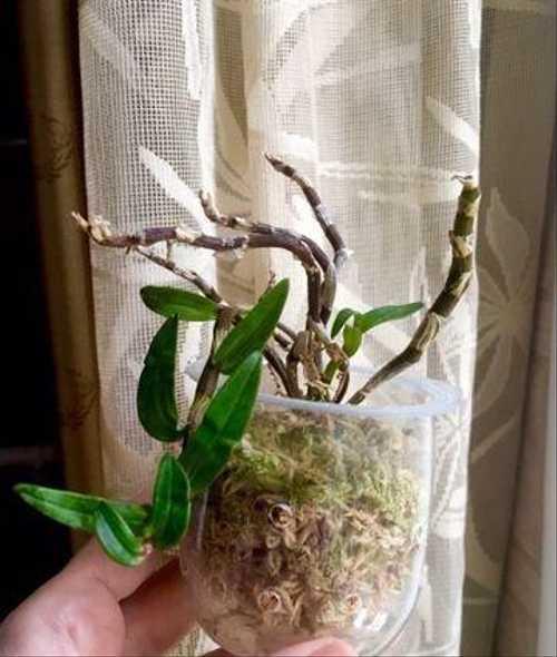 Орхидея дендробиум монилиформе Фуджимару
