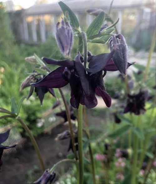 Аквилегия водосбор