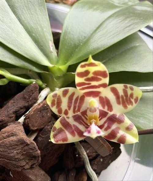 Орхидея фаленопсис P. amboinensis