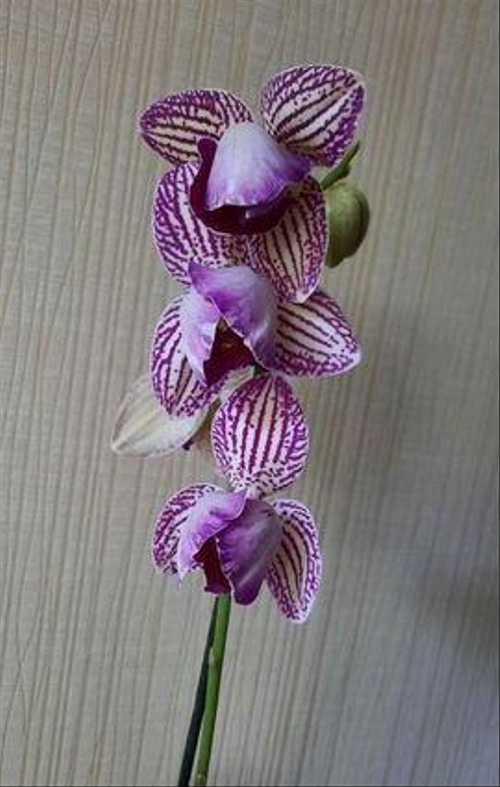 Орхидея пелор Аркадия