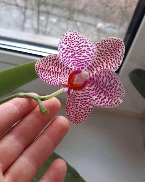 Орхидея Phal. Mituo Sun Gigantea