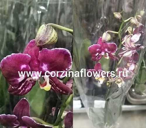 Орхидея фаленопсис Бернадетт 2 ст