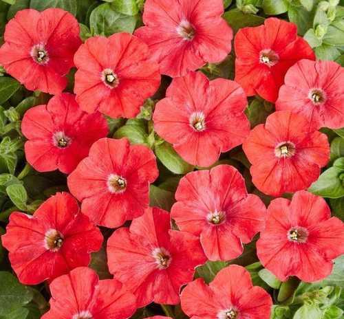 Петуния и другие однолетники