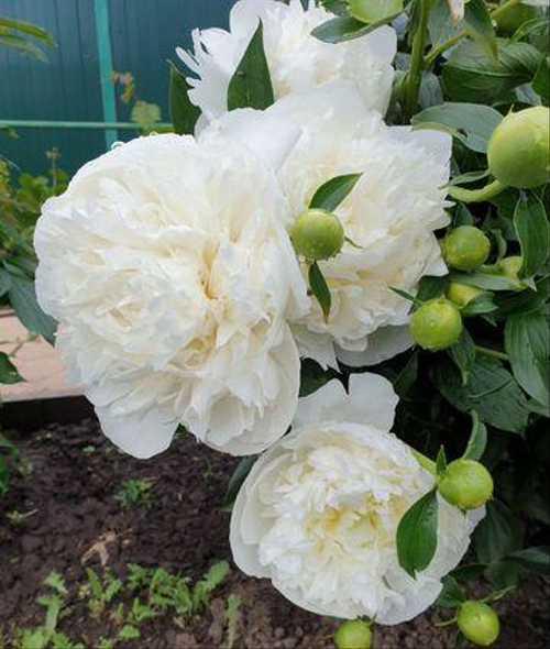 Пион Duchesse de Nemours