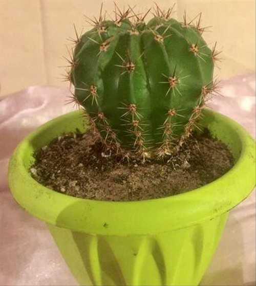 Cactus спб. Купить белый Кактус СПБ.