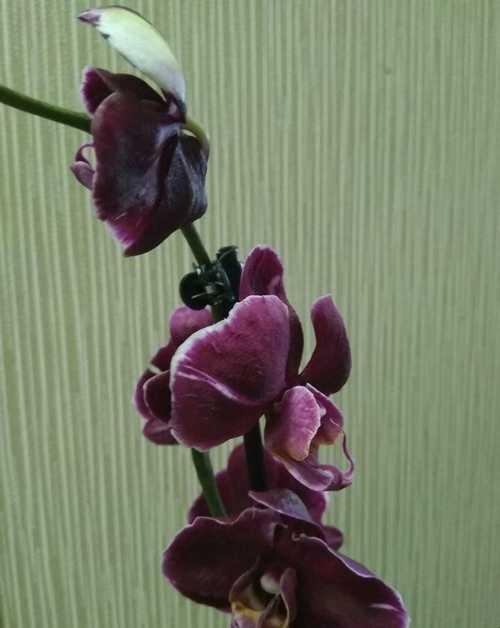 Орхидея "Каменная роза"