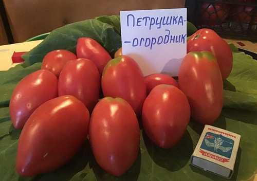 Рассада томатов на любой вкус