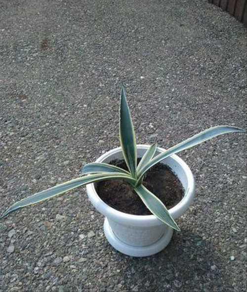 Хлорофитум