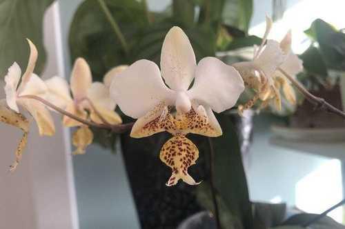 Орхидея фаленопсис phal. stuartiana var. nobilis '