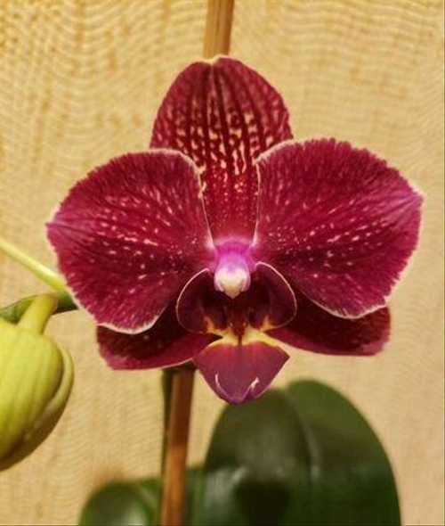 Орхидея фаленопсис Cherry Boosom