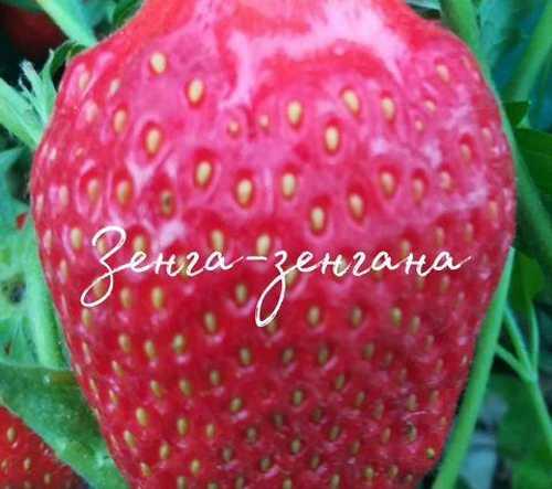 Семена клубники сорт Зенга-зенгана