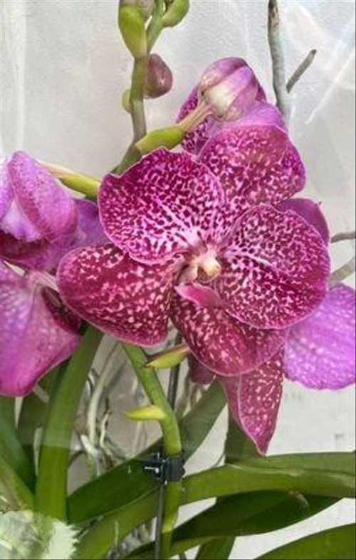 Ванда. Орхидея живущая без грунта
