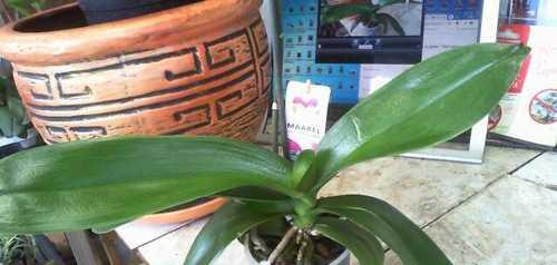 Орхидея "фаленопсис"(отцветшая ) Н 50 см