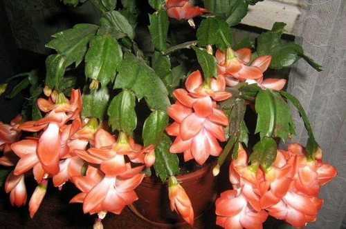 Декабрист оранж