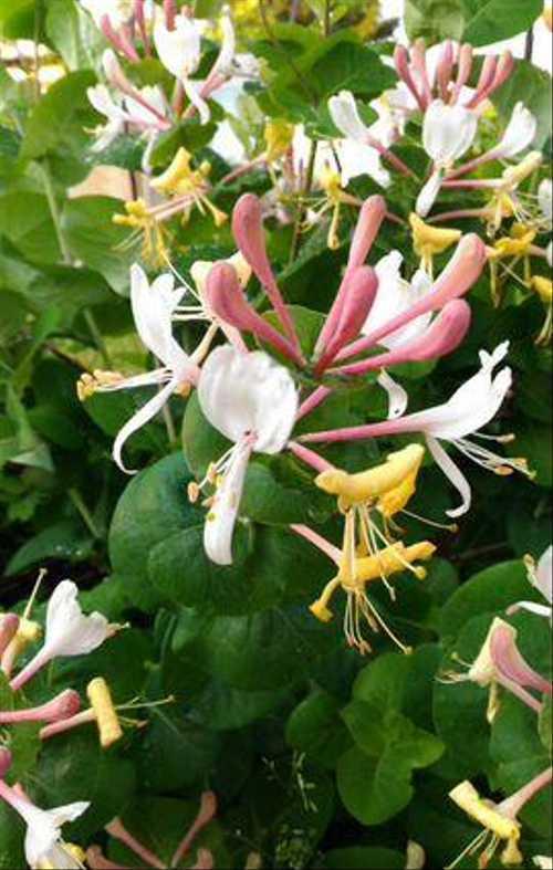 Жимолость Каприфоль