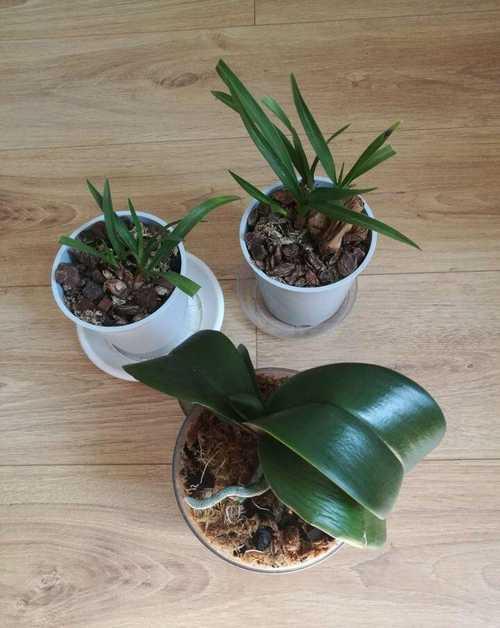 Орхидея фаленопсис и цимбидиум