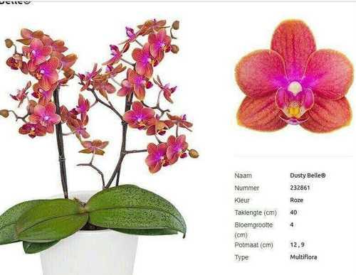 Орхидея Дасти Бель