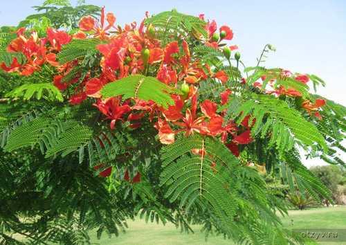 Delonix Regia / Делоникс королевский