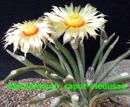 Adenia globosa, Astrophytum caput-medusae, Семена