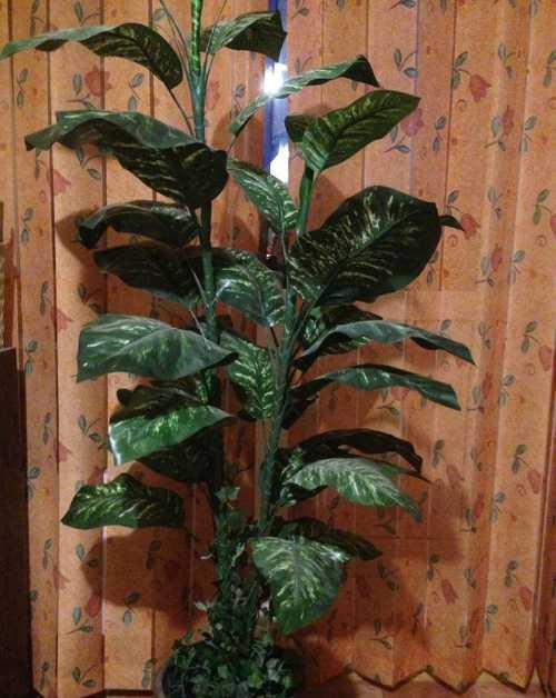 Фикус искусственный Зеленоград