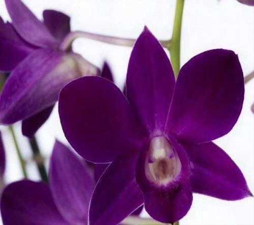 Орхидея дендробиум фаленопсис Sa-nook