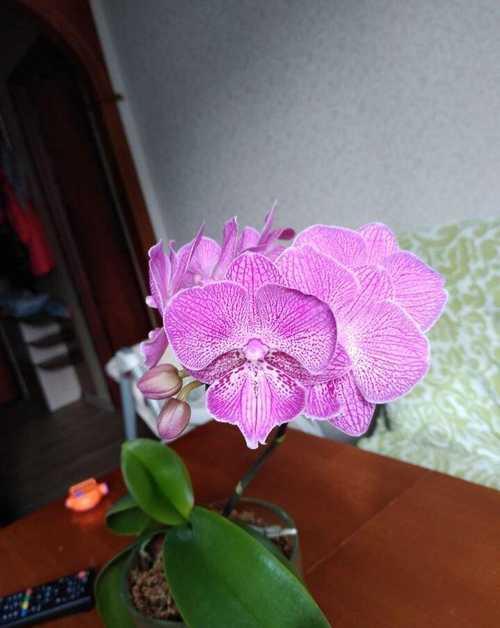Орхидея фаленопсис биглип miki rosette