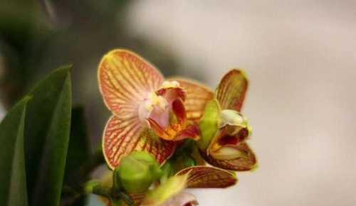 Орхидея фаленопсис Мутант 960059 миди