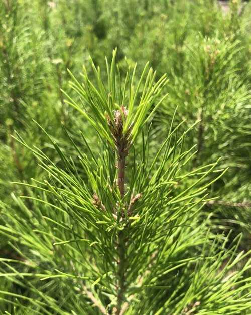 Сосна Станкевича (судакская)