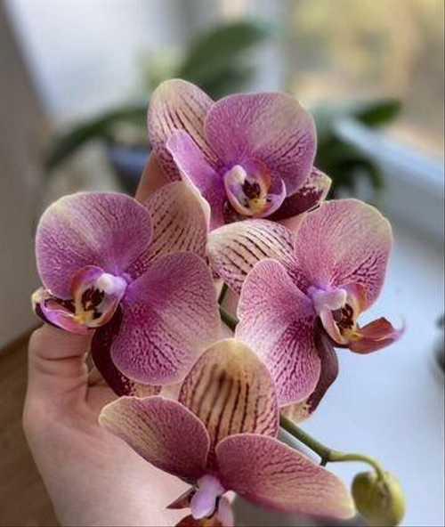 Орхидея фаленопсис фантом