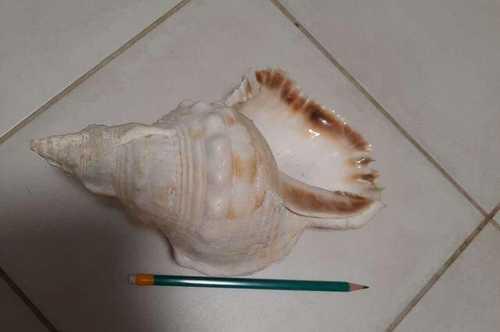 Раковина моллюска морская