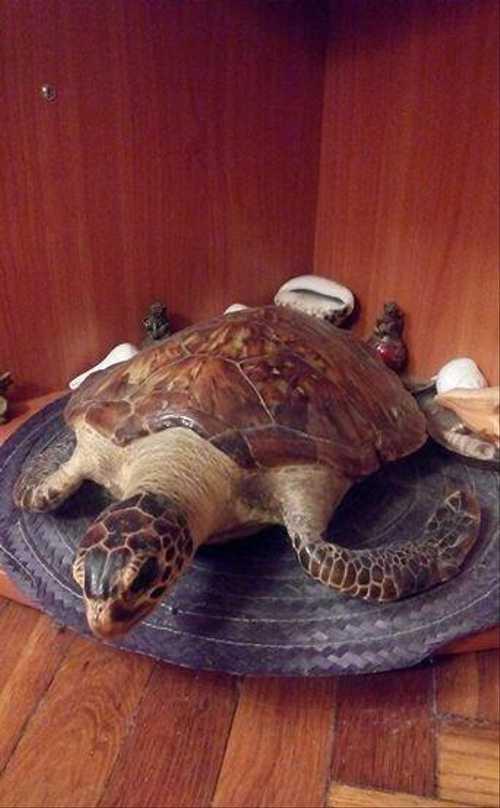 Чучело морской черепахи из Карибского моря