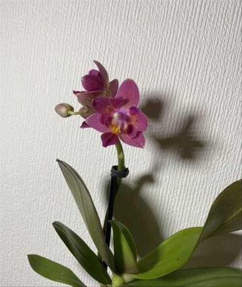 Орхидея Phal. Tying Shin Smart butterfly (бабочка)