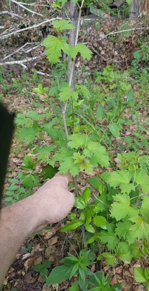 Саженцы калины,боярышника,груши
