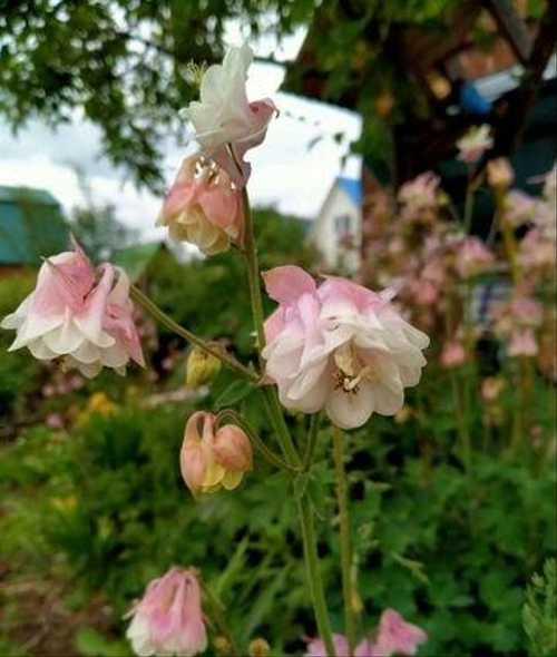 Аквилегия(водосборник)