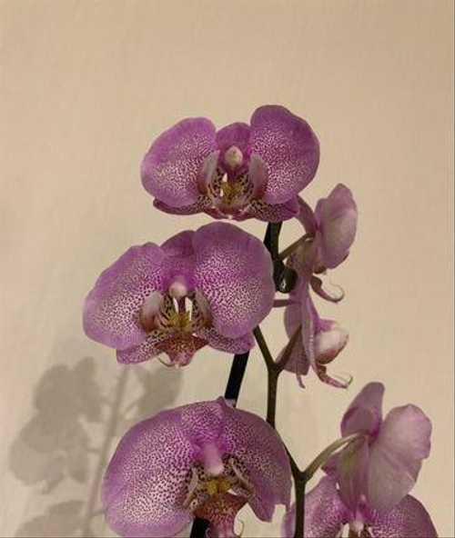 Орхидея фаленопсис манхеттен