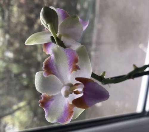 Орхидея фаленопсис pulcherrima 4 N