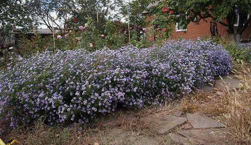 Сентябринки или астры новобельгийские