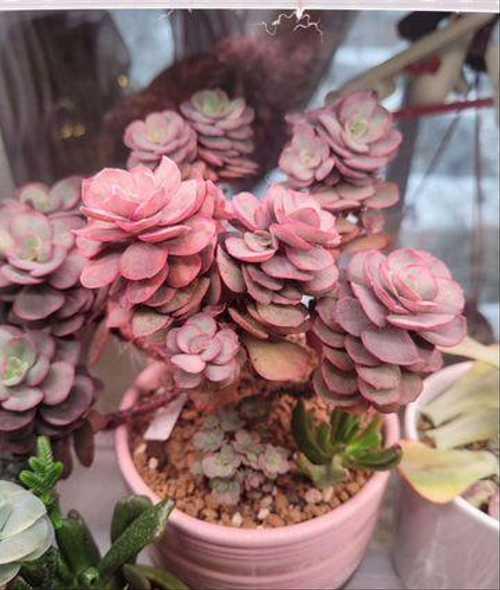 Кустовая эхеверия Суйон