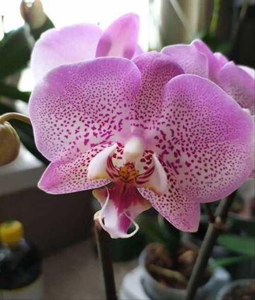Орхидея Джулион, Монако, Тулькан
