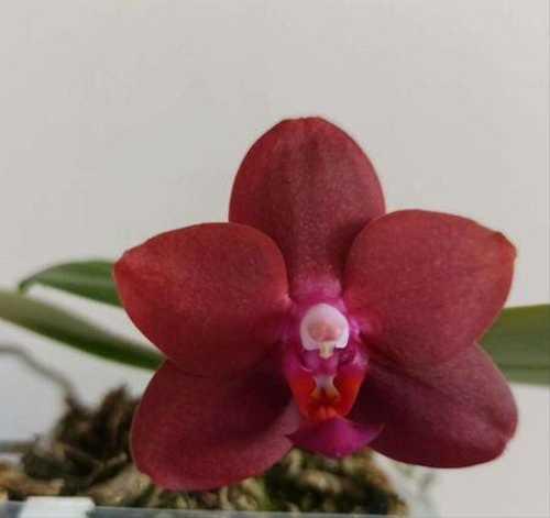 Орхидея фаленопсис Mituo Sun Queen
