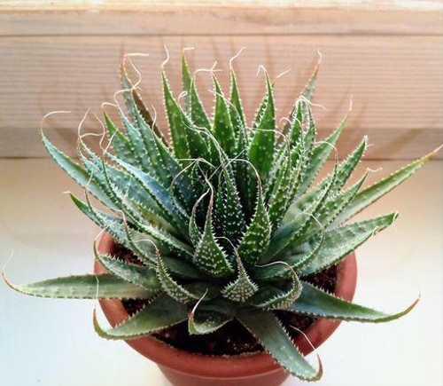 Суккулент Aloe Aristata (Алоэ Остистое)