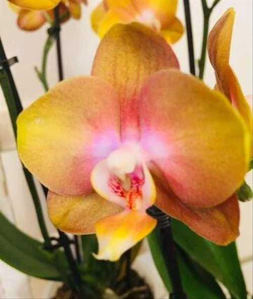 Орхидея Лас Вегас (Phalaenopsis Las Vegas)