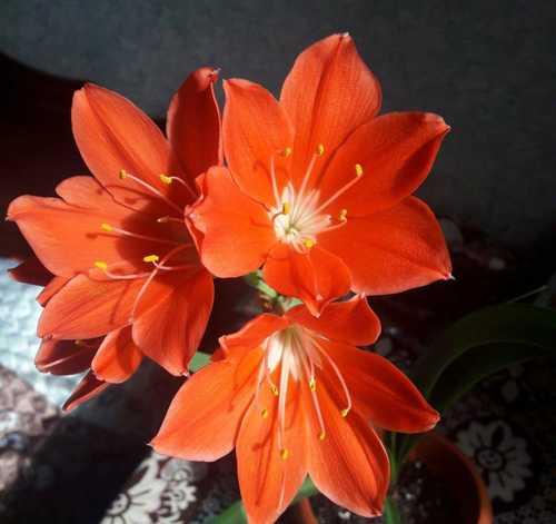 Гиппеаструм (Валлота)