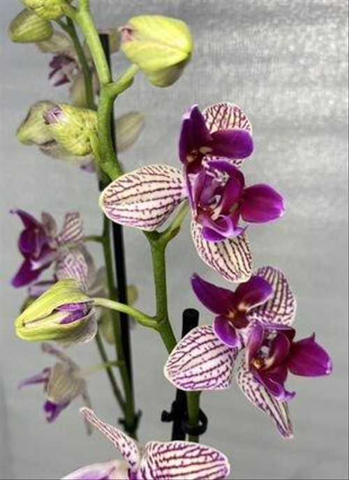 Орхидея фаленопсис Бабочка