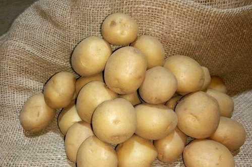 Семенной картофель коломбо
