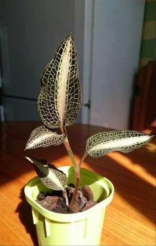 Драгоценная орхидея Анектохилус Роксбурга
